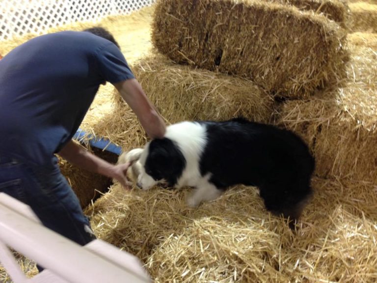 About DSA – Dog Sports America